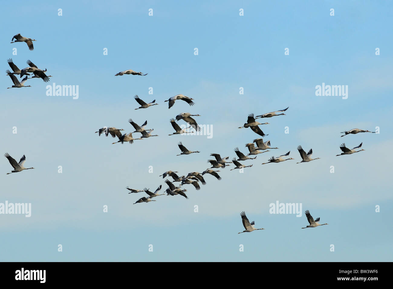 Common / Eurasian cranes (Grus grus) in flight over Lac du Der ...