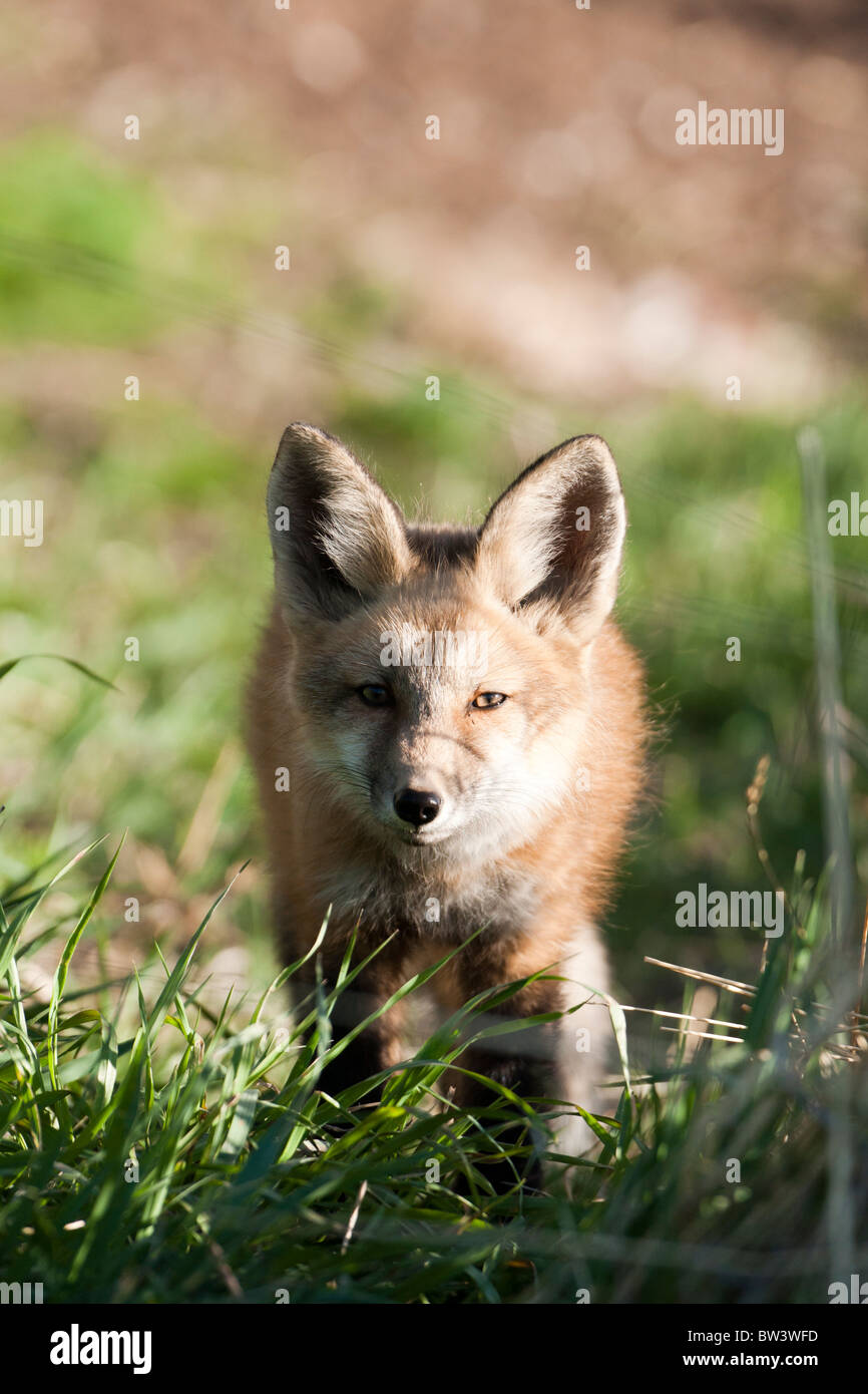 Red fox kit Stock Photo - Alamy