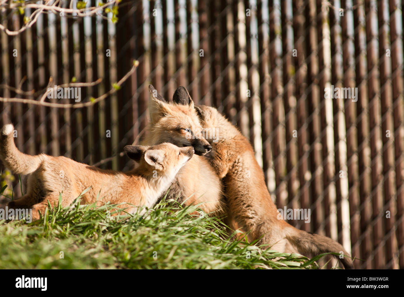 Female kits hi-res stock photography and images - Alamy