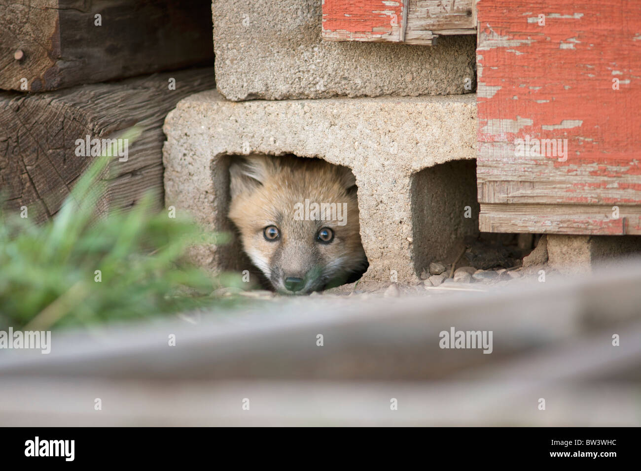 Red Fox Kit hides in a cinder block Stock Photo - Alamy