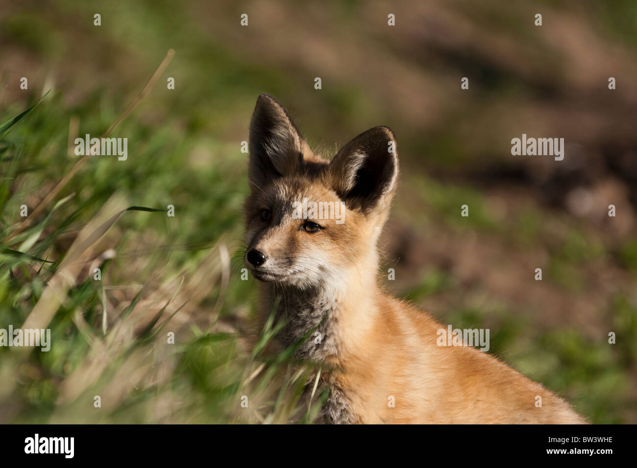 Red fox kit hi-res stock photography and images - Alamy