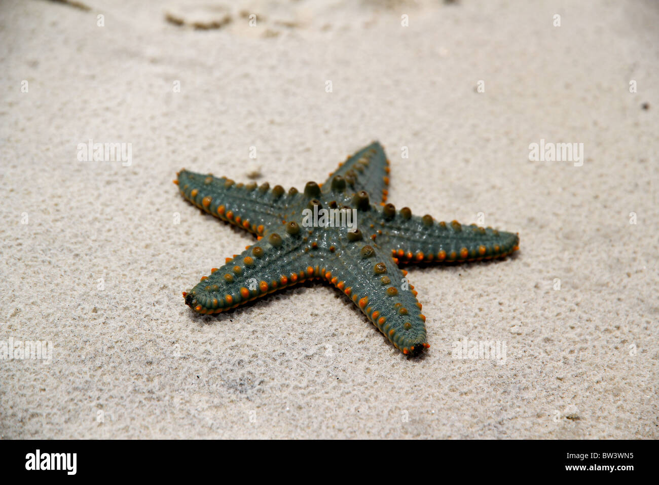 Coral fish starfish caribbean hi-res stock photography and images - Alamy