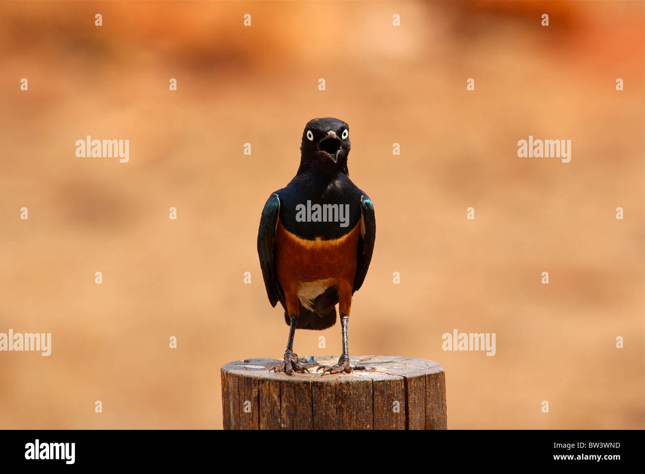 beautiful African bird Superb Starling Stock Photo - Alamy