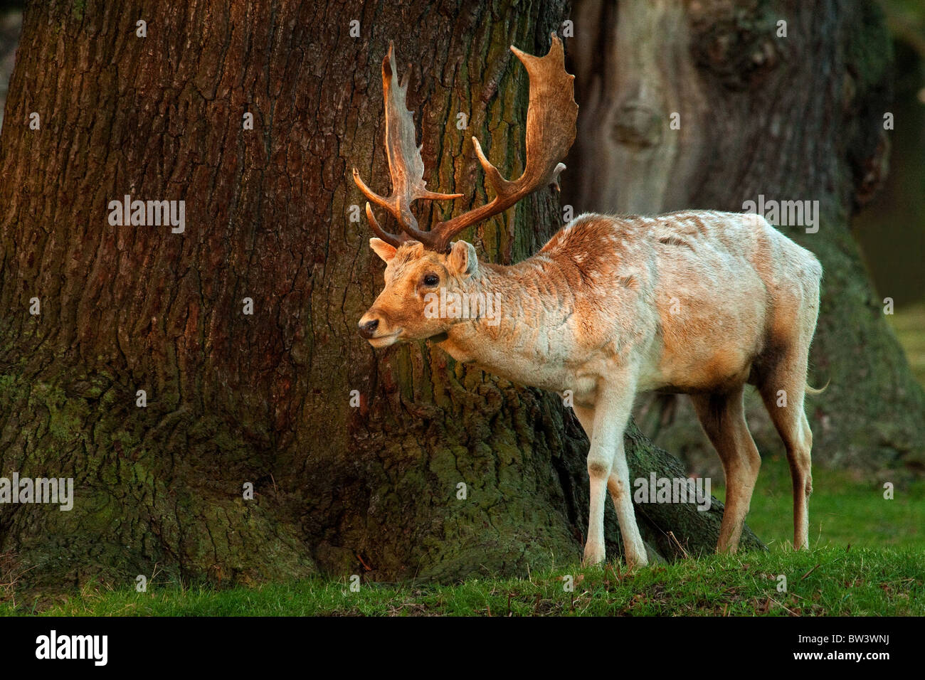Fallow deer stag at dawn Stock Photo - Alamy