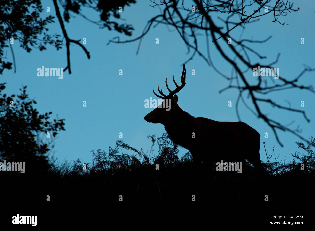 Red deer at dawn Stock Photo - Alamy