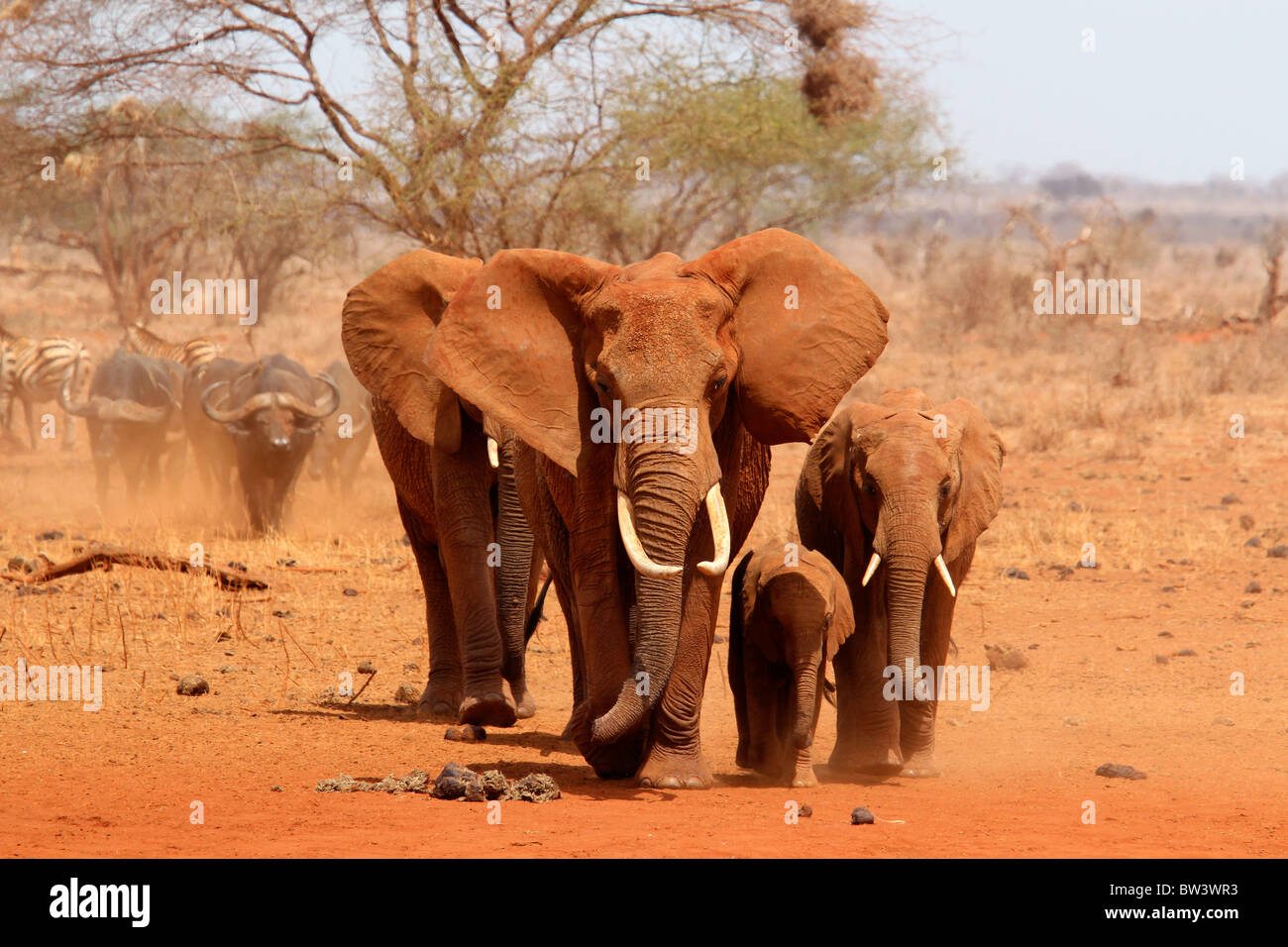 Group of elephants walking Stock Photo - Alamy