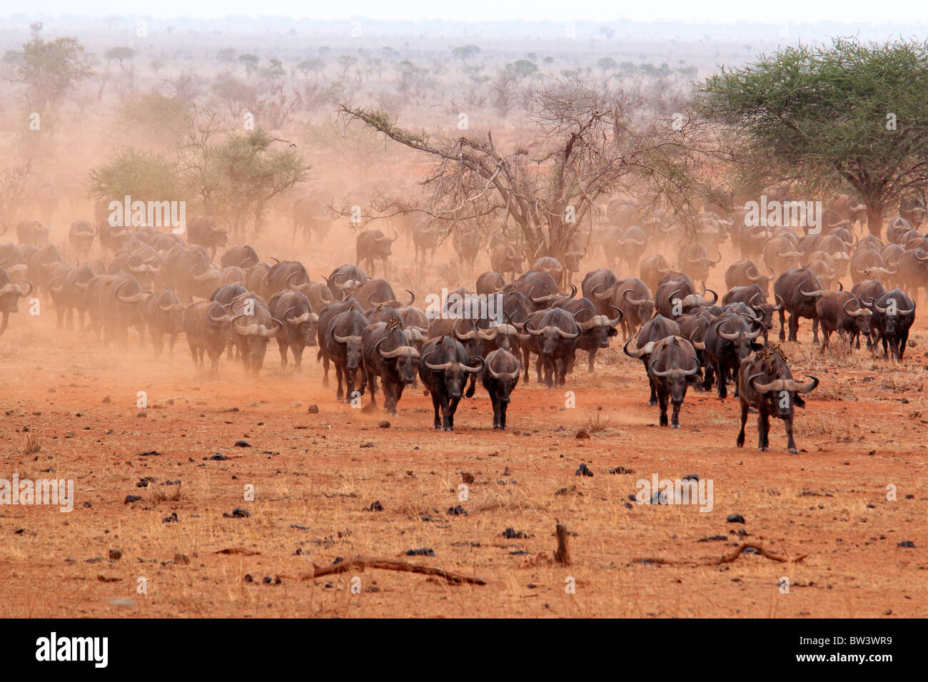 Bull dust hi-res stock photography and images - Alamy