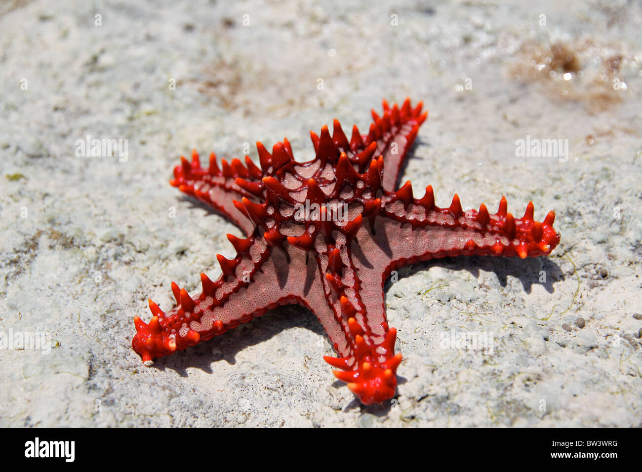 red knobbed starfish on a beach Stock Photo - Alamy
