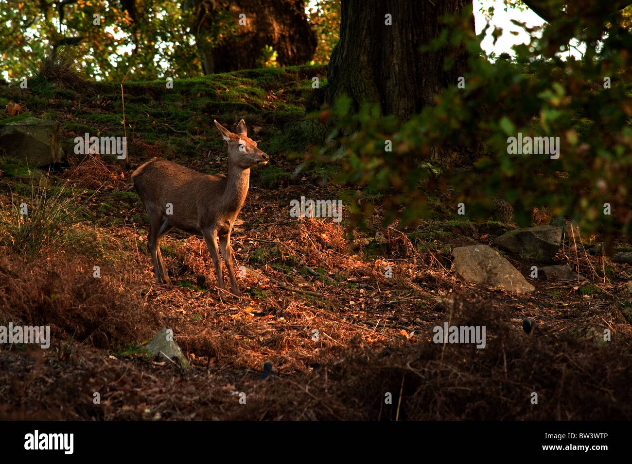 Red deer doe at dawn, bathed in a shaft of light in the forest Stock ...