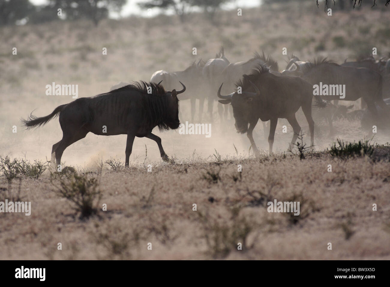 wildebeest fighting in dusty desert Stock Photo - Alamy