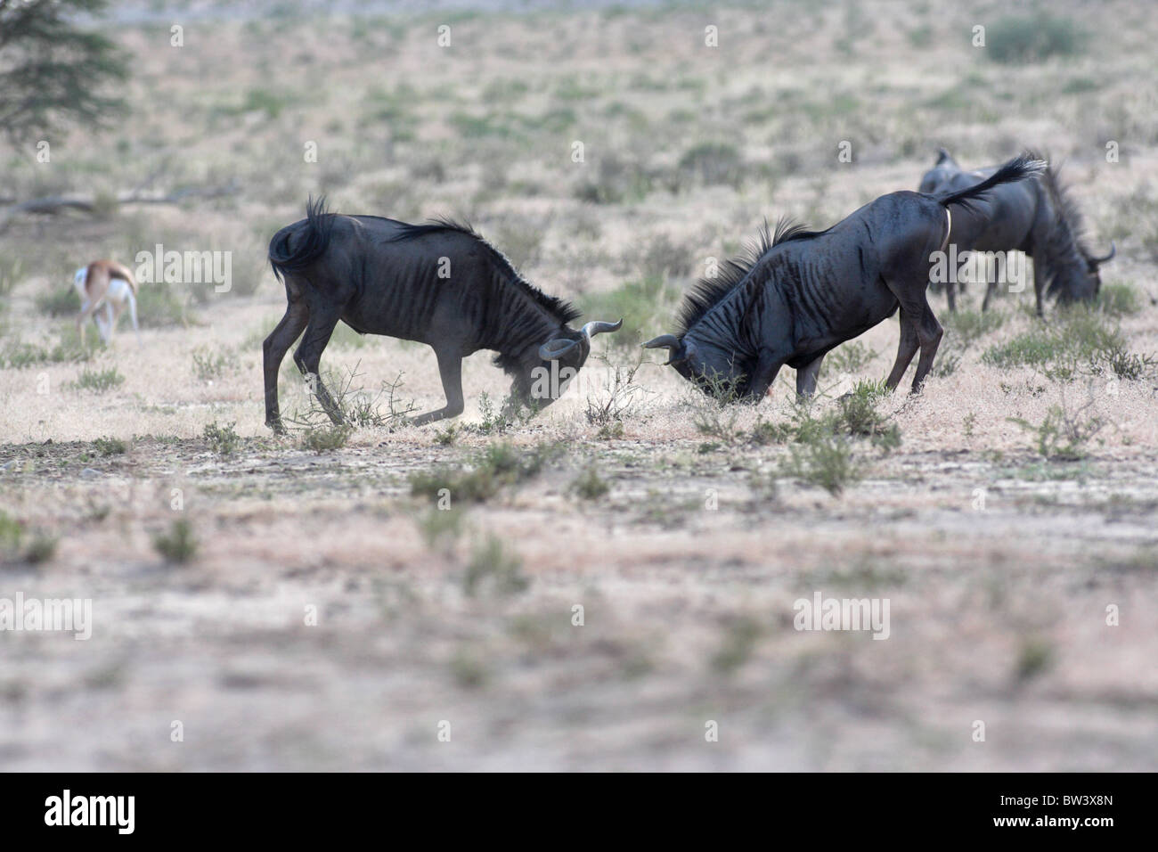 wildebeest fighting in dusty desert Stock Photo - Alamy