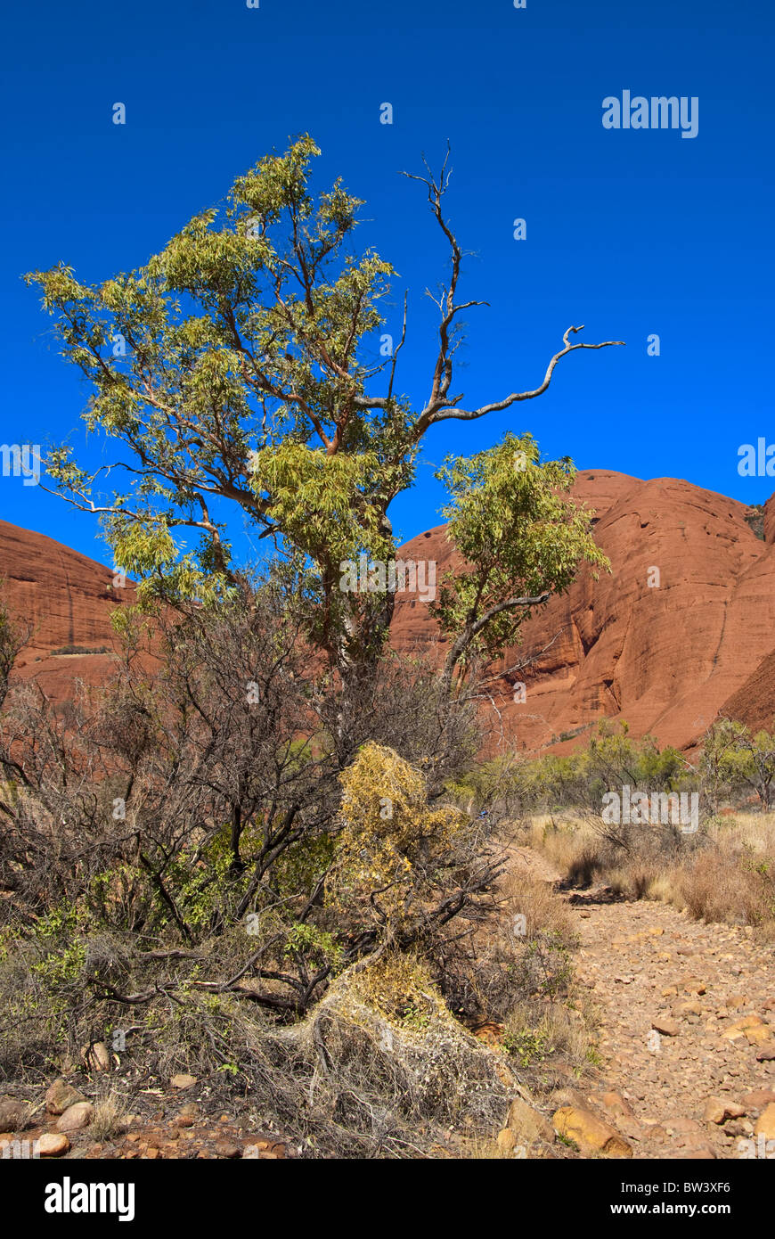 Bright and Sunny Day in the Australian Outback Stock Photo - Alamy