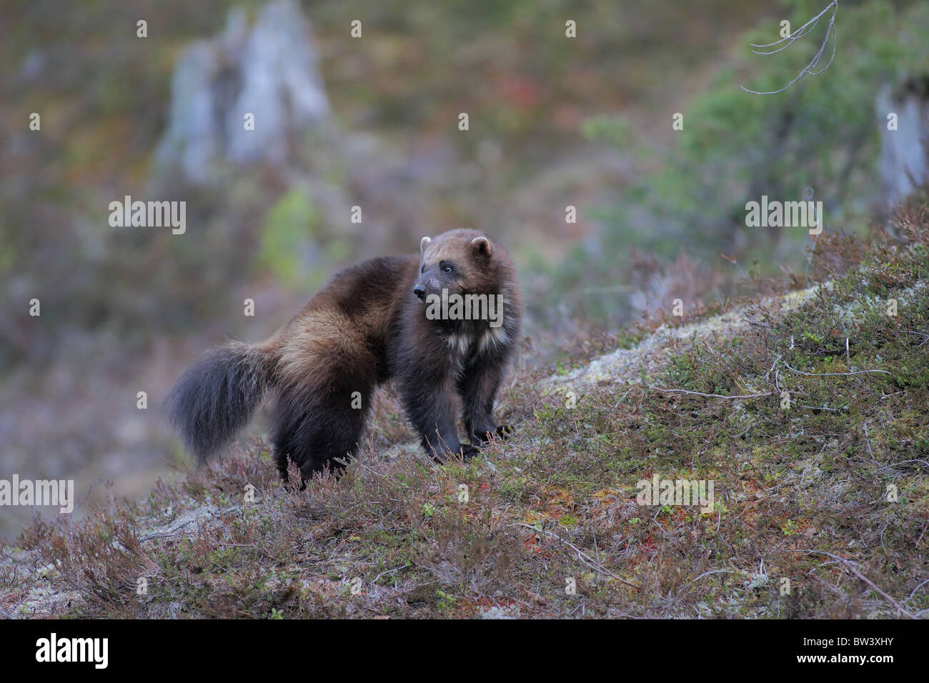 Wild wolverine in Norwegian forest Stock Photo - Alamy
