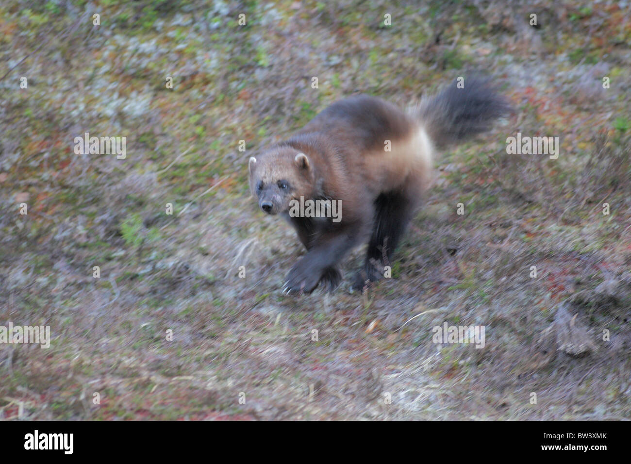 Wolverine in hi-res stock photography and images - Alamy