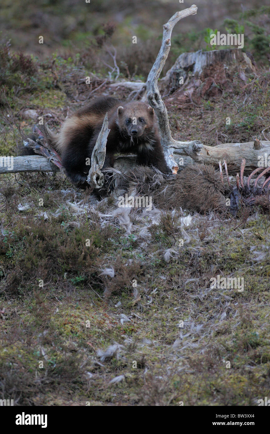 Wild wolverine in Norwegian forest Stock Photo - Alamy