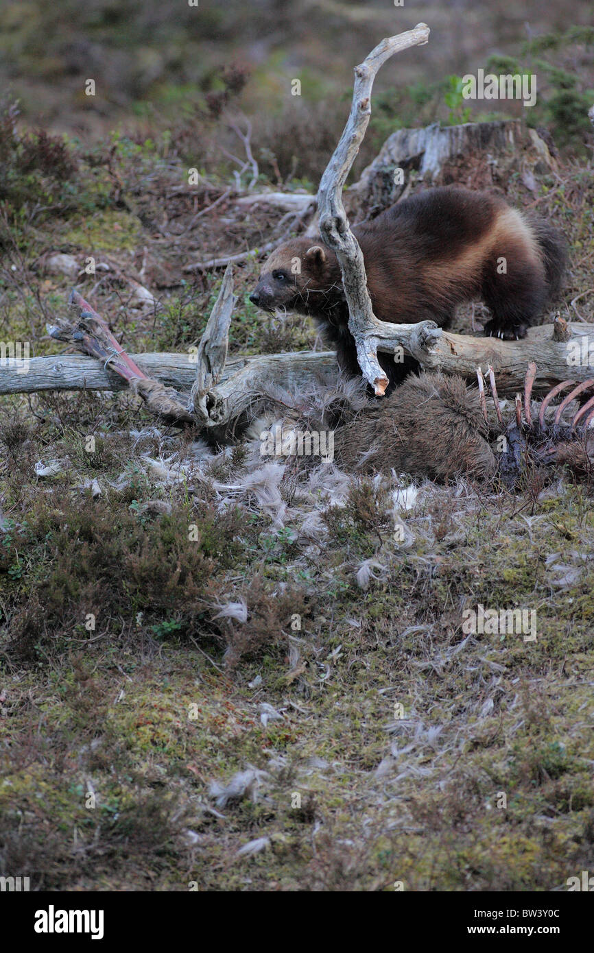 Wild wolverine in Norwegian forest Stock Photo - Alamy
