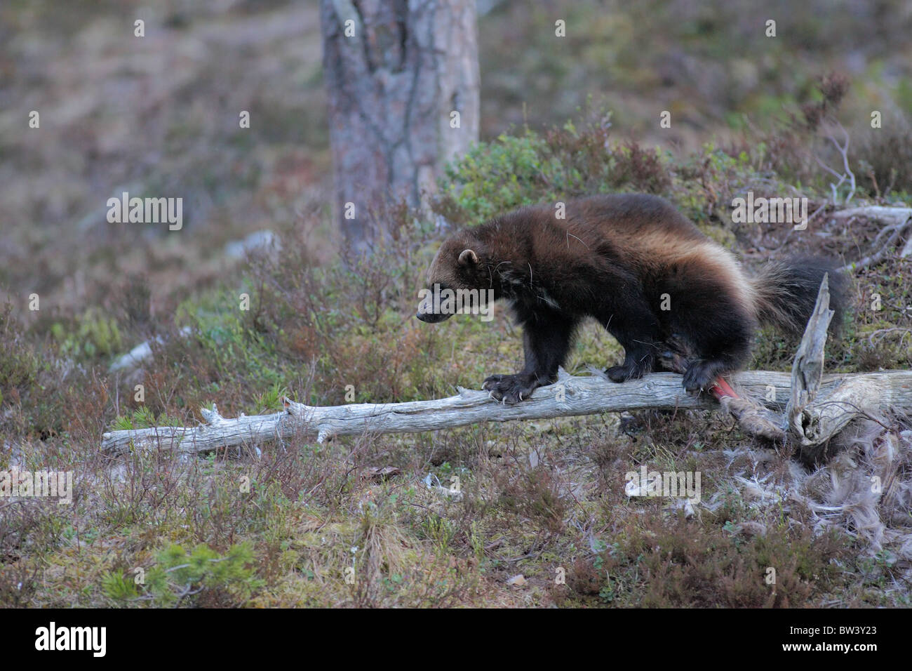 Wild wolverine in Norwegian forest Stock Photo - Alamy