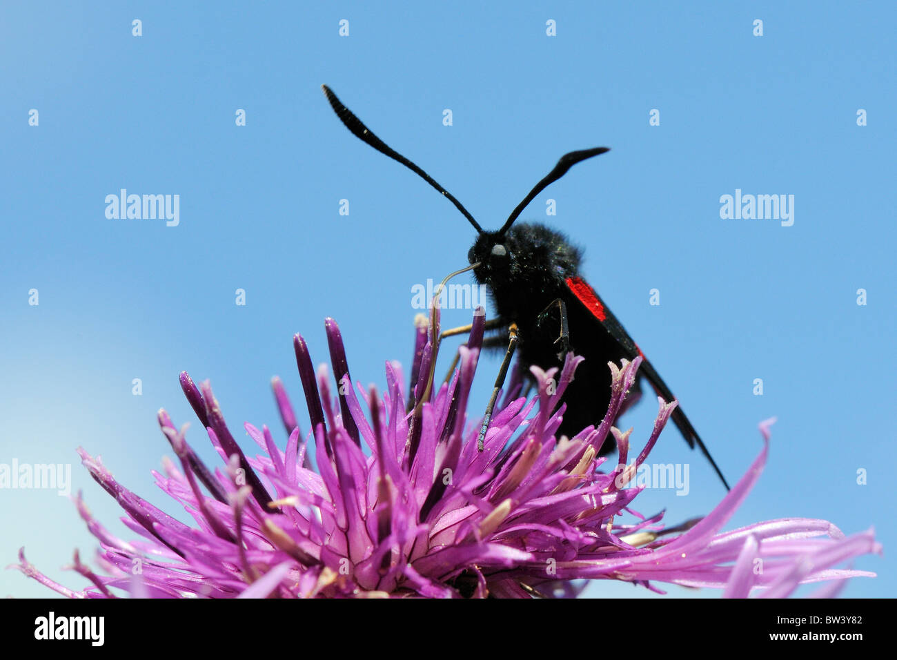 Long proboscis moths hi-res stock photography and images - Alamy