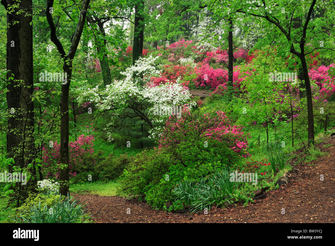 Blooming Azaleas and Lush Spring Green Foliage in an Arboretum Stock ...