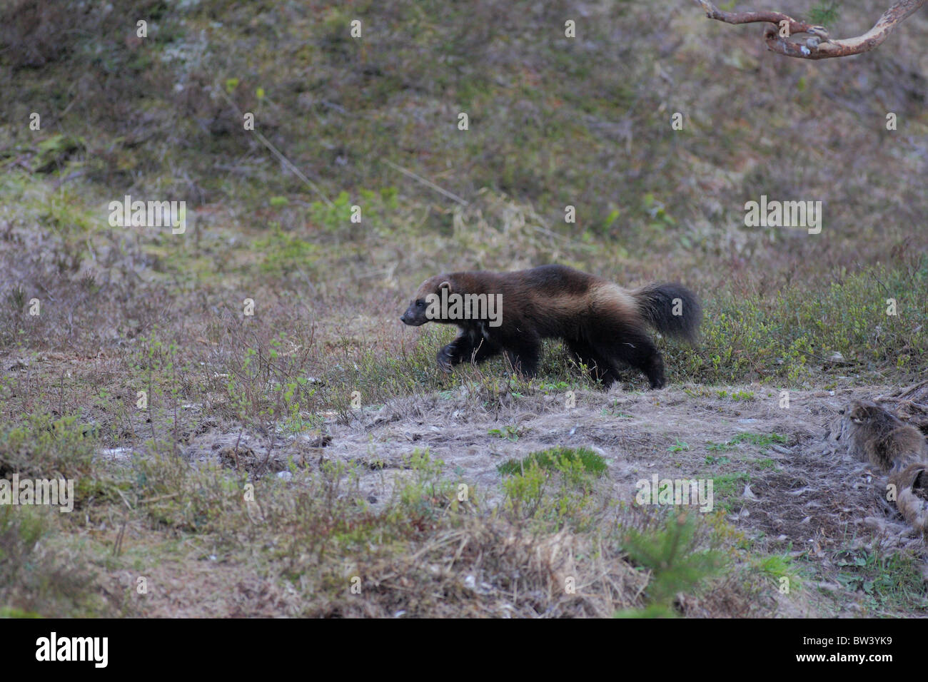 Wild wolverine in Norwegian forest Stock Photo - Alamy