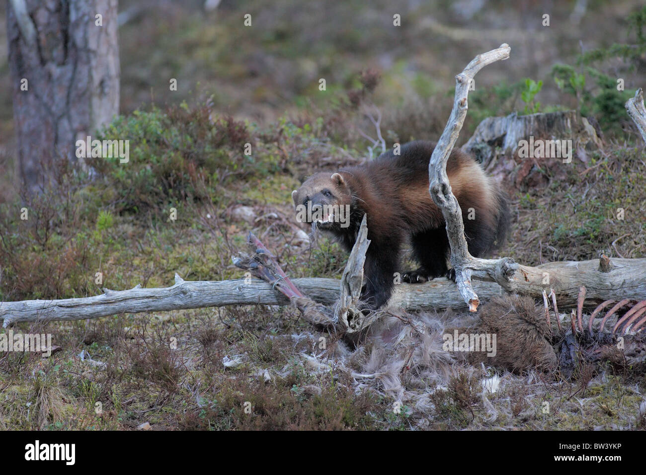 Wild wolverine in Norwegian forest Stock Photo - Alamy