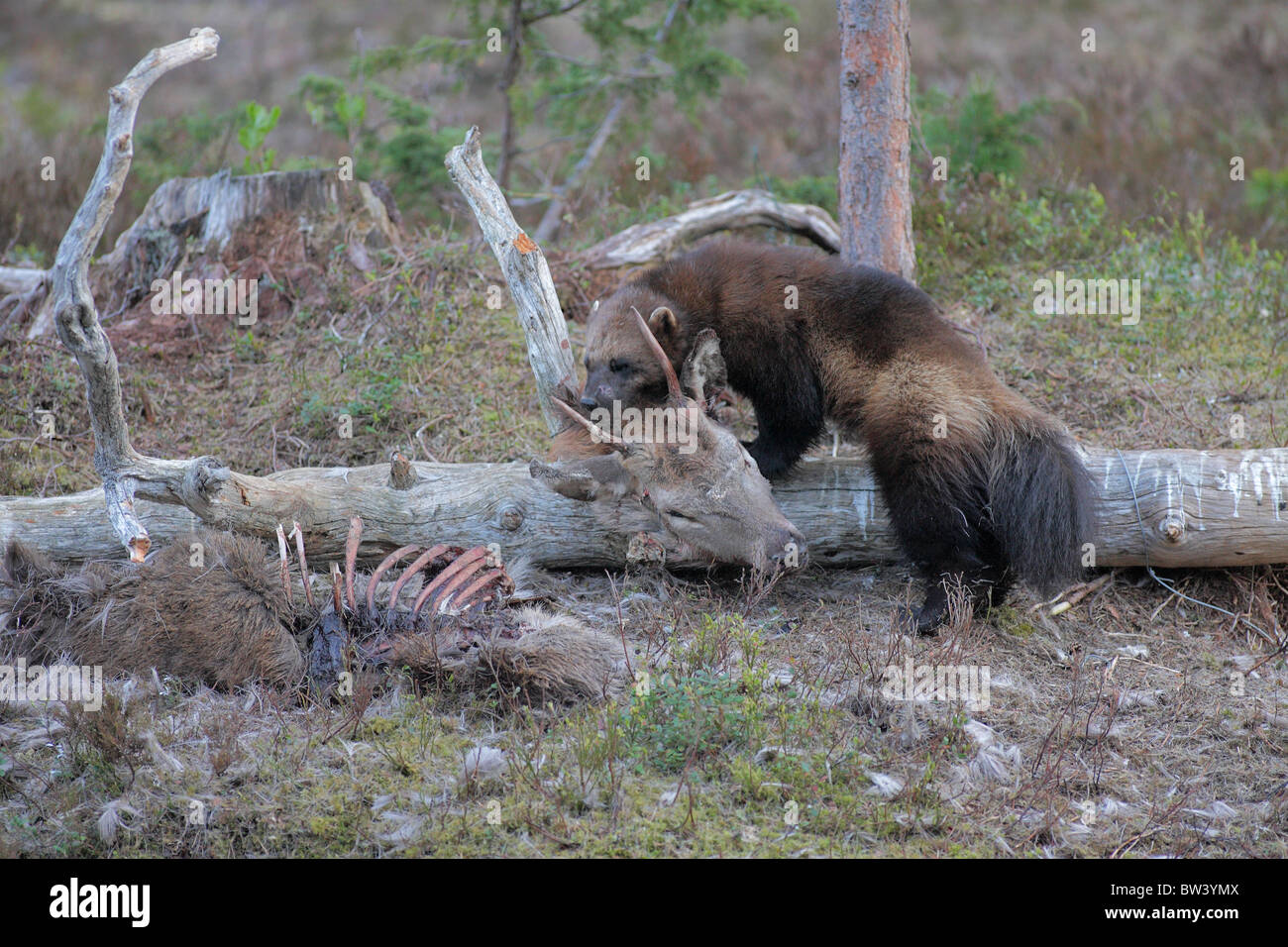 Wild wolverine in Norwegian forest Stock Photo - Alamy