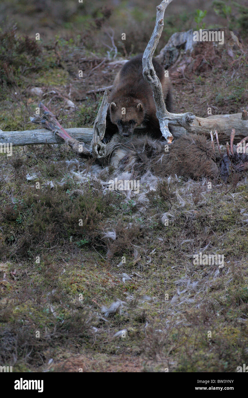 Wolverine in forest hi-res stock photography and images - Alamy