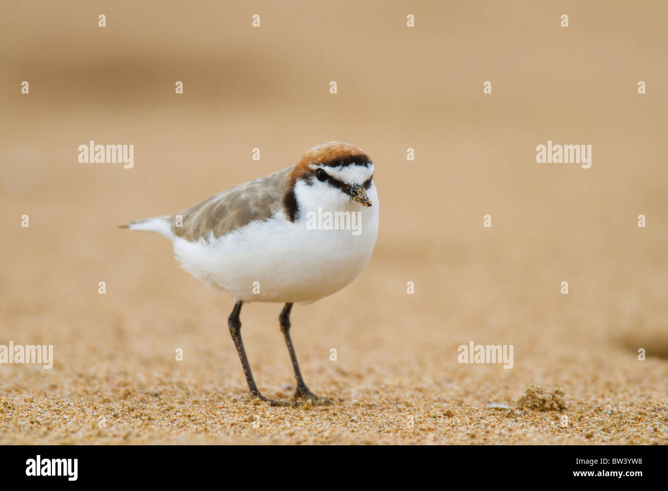 Male red capped plover hi-res stock photography and images - Alamy