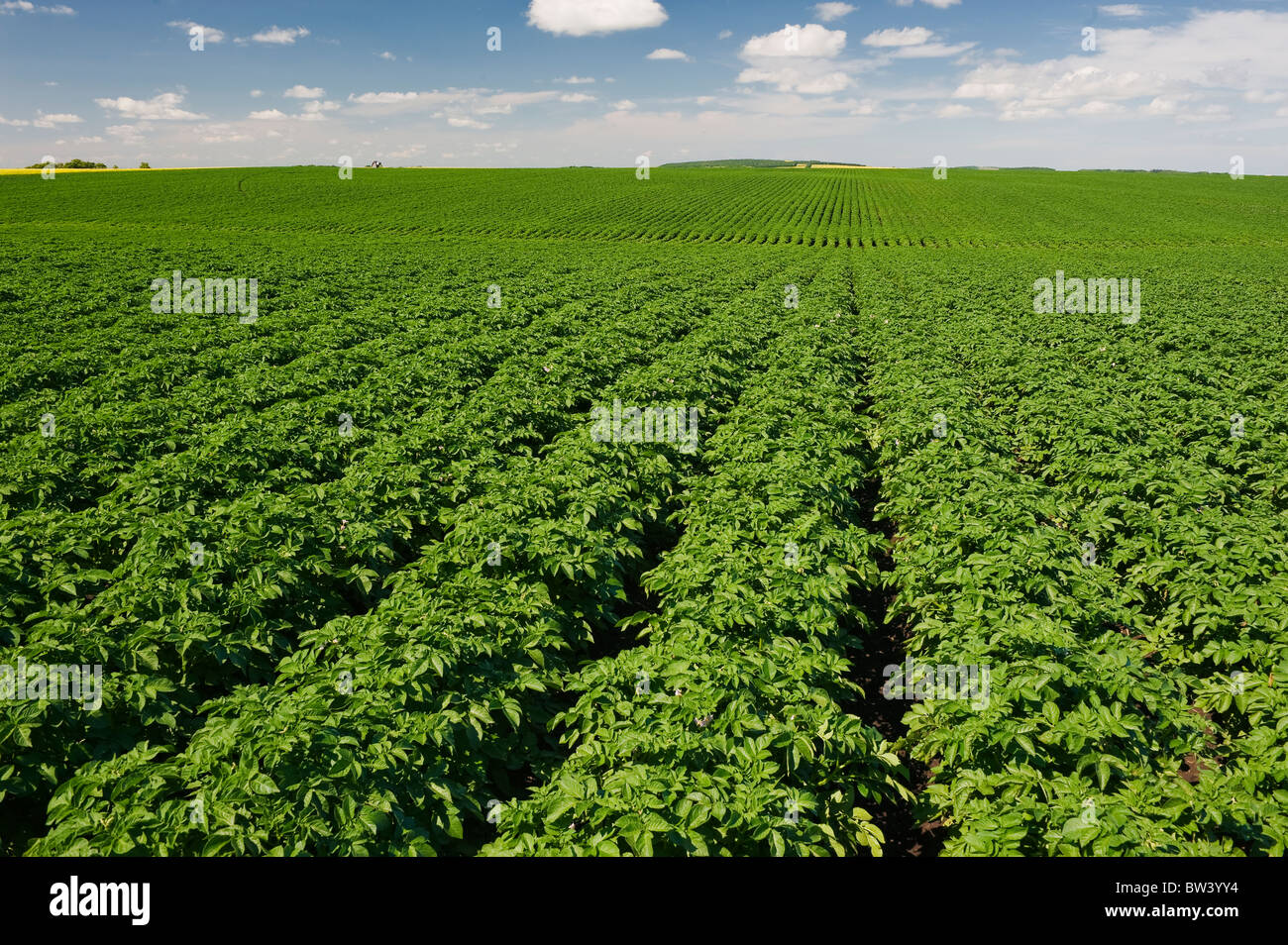 Mid growth potato hi-res stock photography and images - Alamy