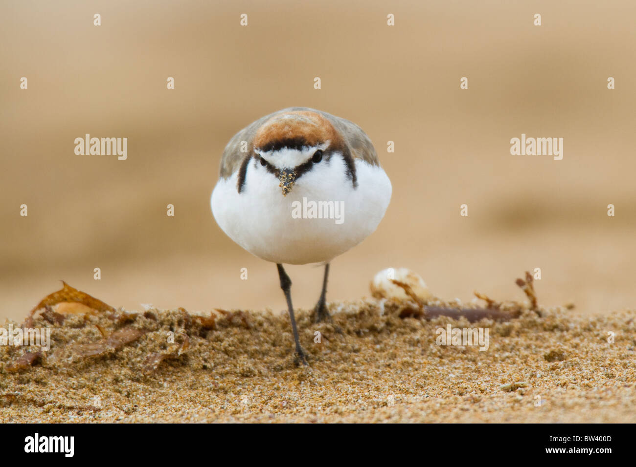 Male red capped plover hi-res stock photography and images - Alamy