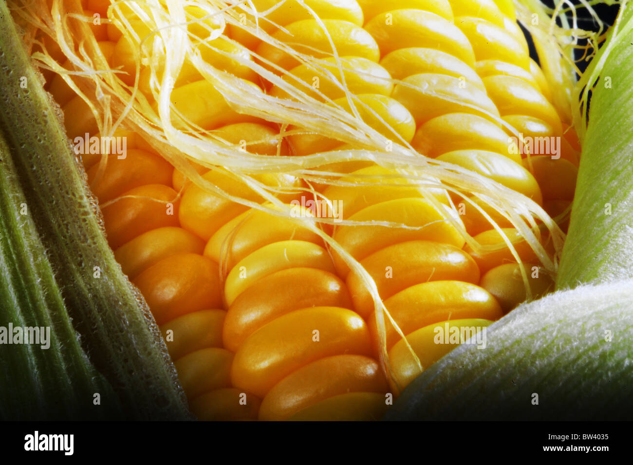 Golden Yellow Corn Stock Photo - Alamy