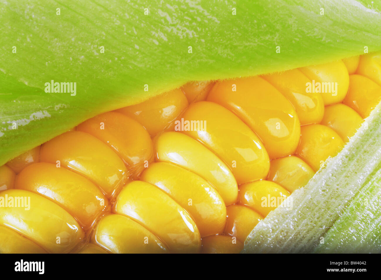 Golden Yellow Corn Stock Photo - Alamy