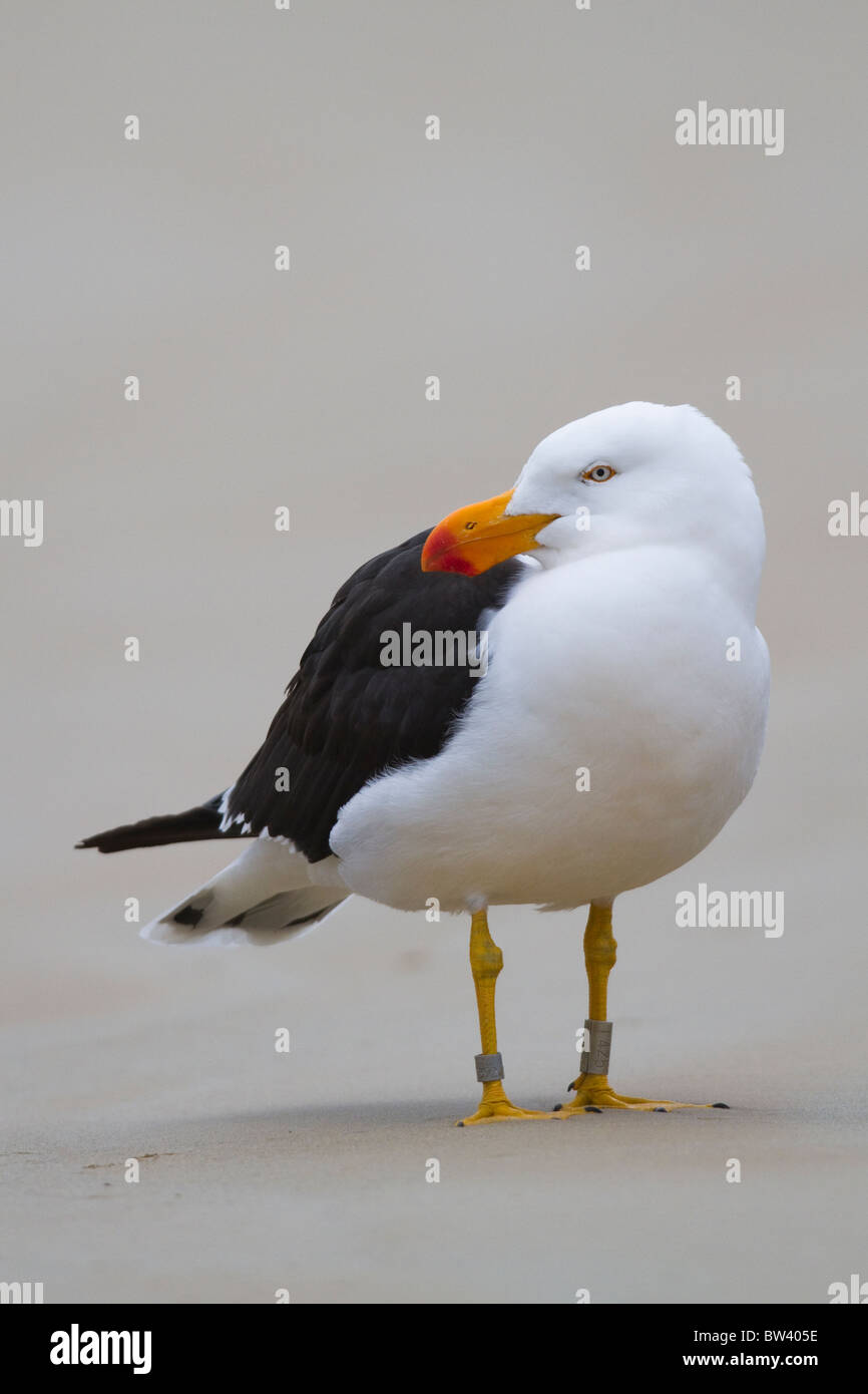 Larus pacificus pacific gull hi-res stock photography and images - Alamy