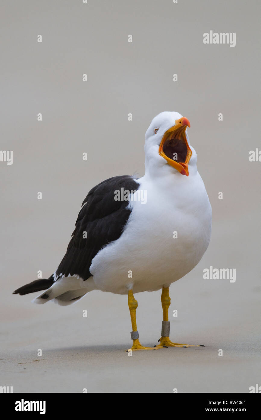 Pacific gull larus pacificus hi-res stock photography and images - Alamy