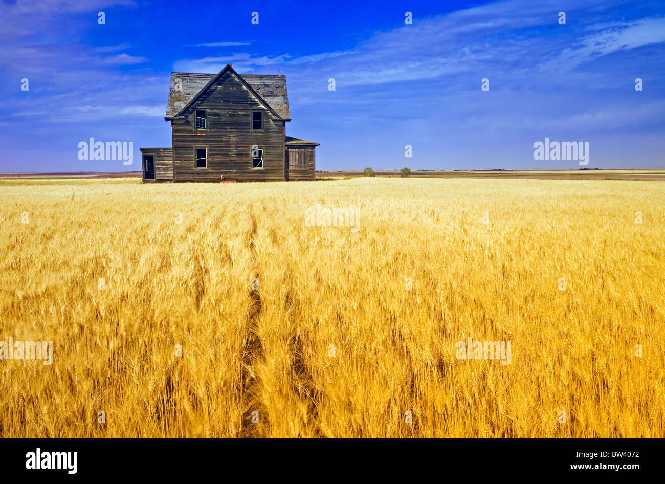 Farm wheat agriculture farmhouse hi-res stock photography and images ...