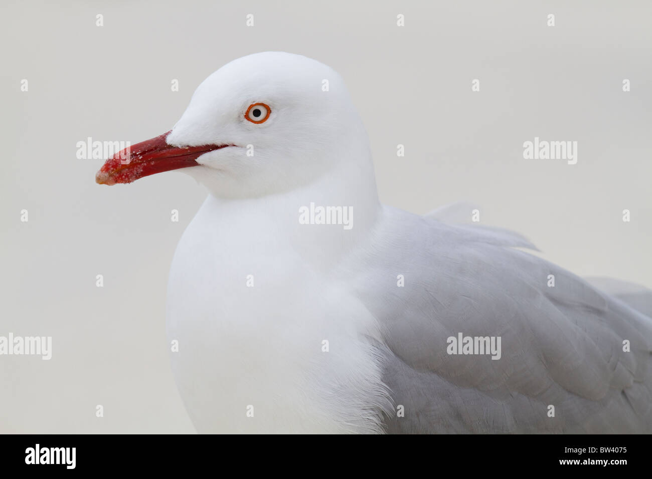 Silver Gull High Resolution Stock Photography and Images - Alamy