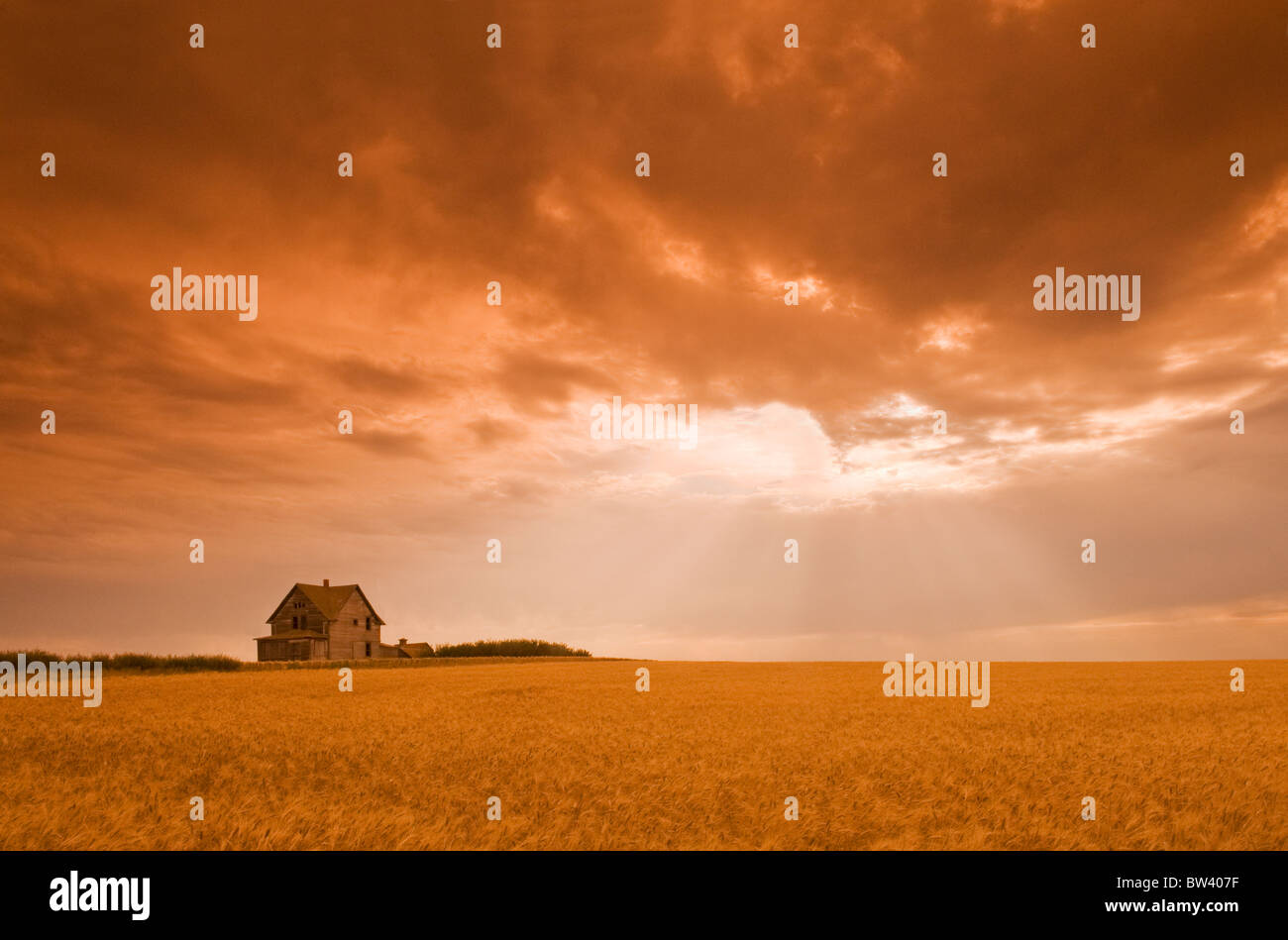 Saskatchewan wheat field hi-res stock photography and images - Alamy