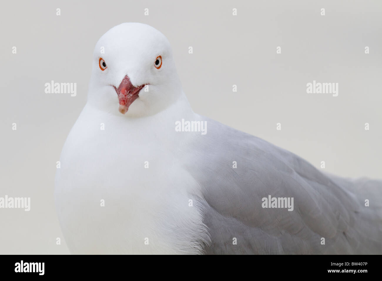 Silver Gull High Resolution Stock Photography and Images - Alamy