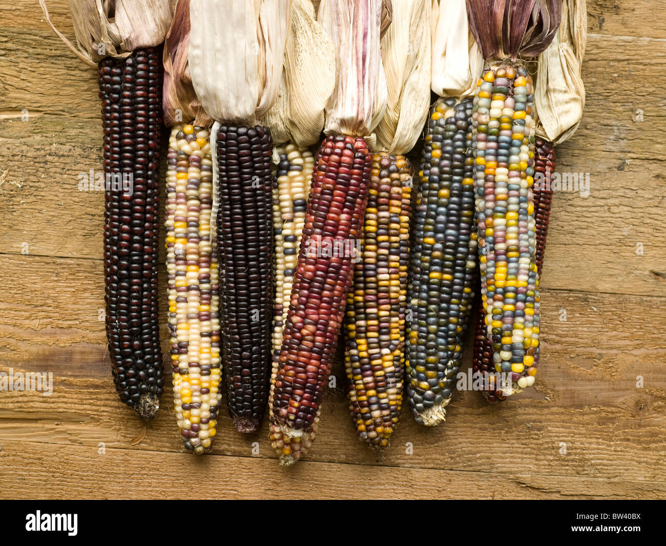 Coloured corn on the cob hi-res stock photography and images - Alamy