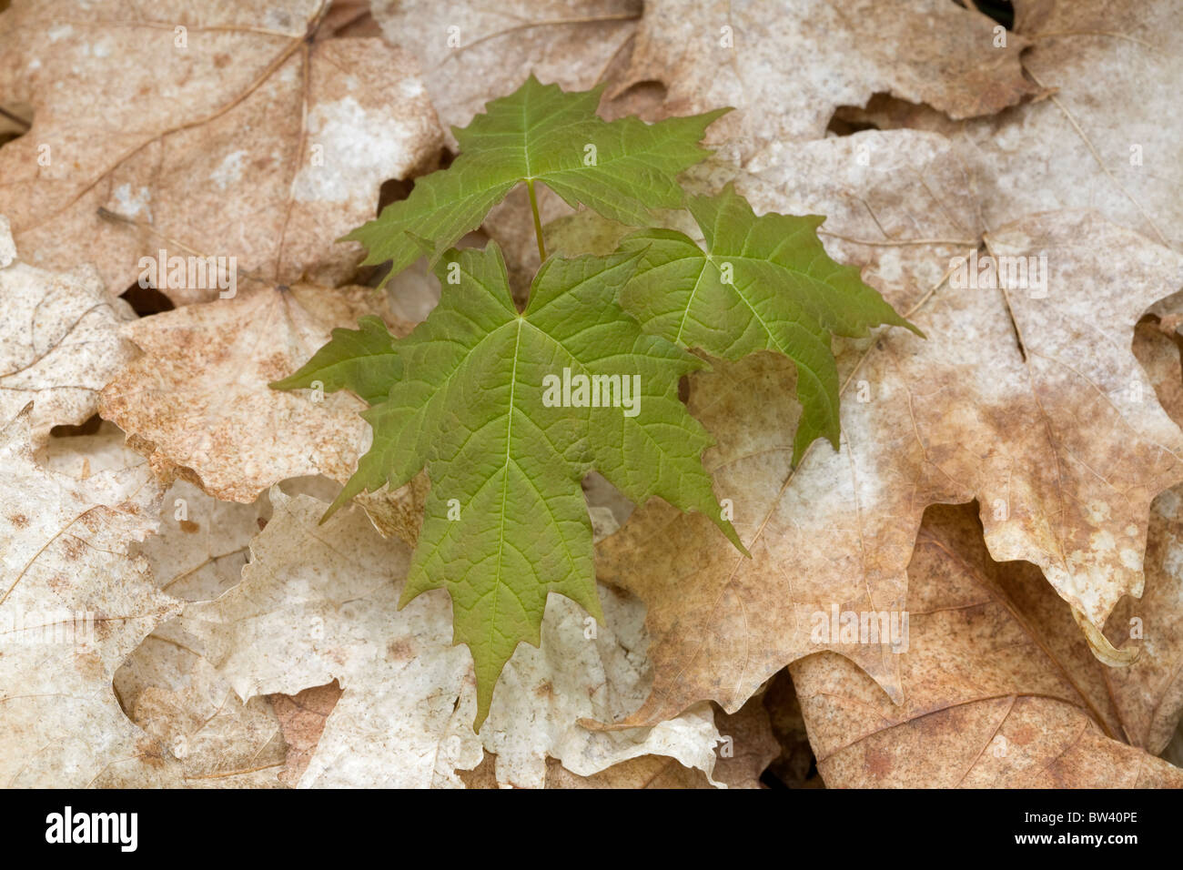 Young Maple Tree Sapling High Resolution Stock Photography and Images ...