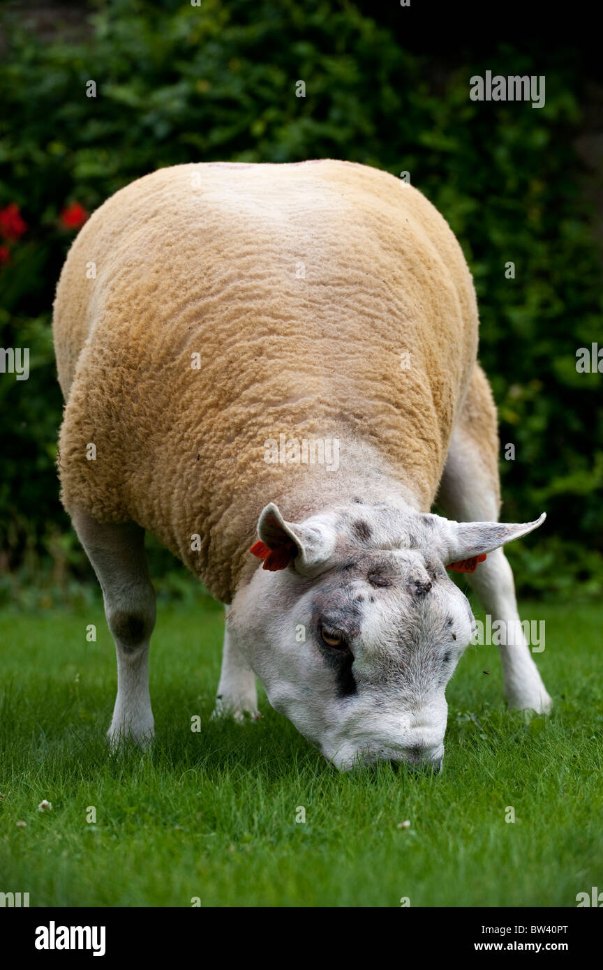 Beltex ram hi-res stock photography and images - Alamy