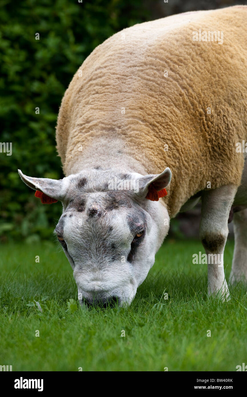 Beltex ram grazing on short hi-res stock photography and images - Alamy