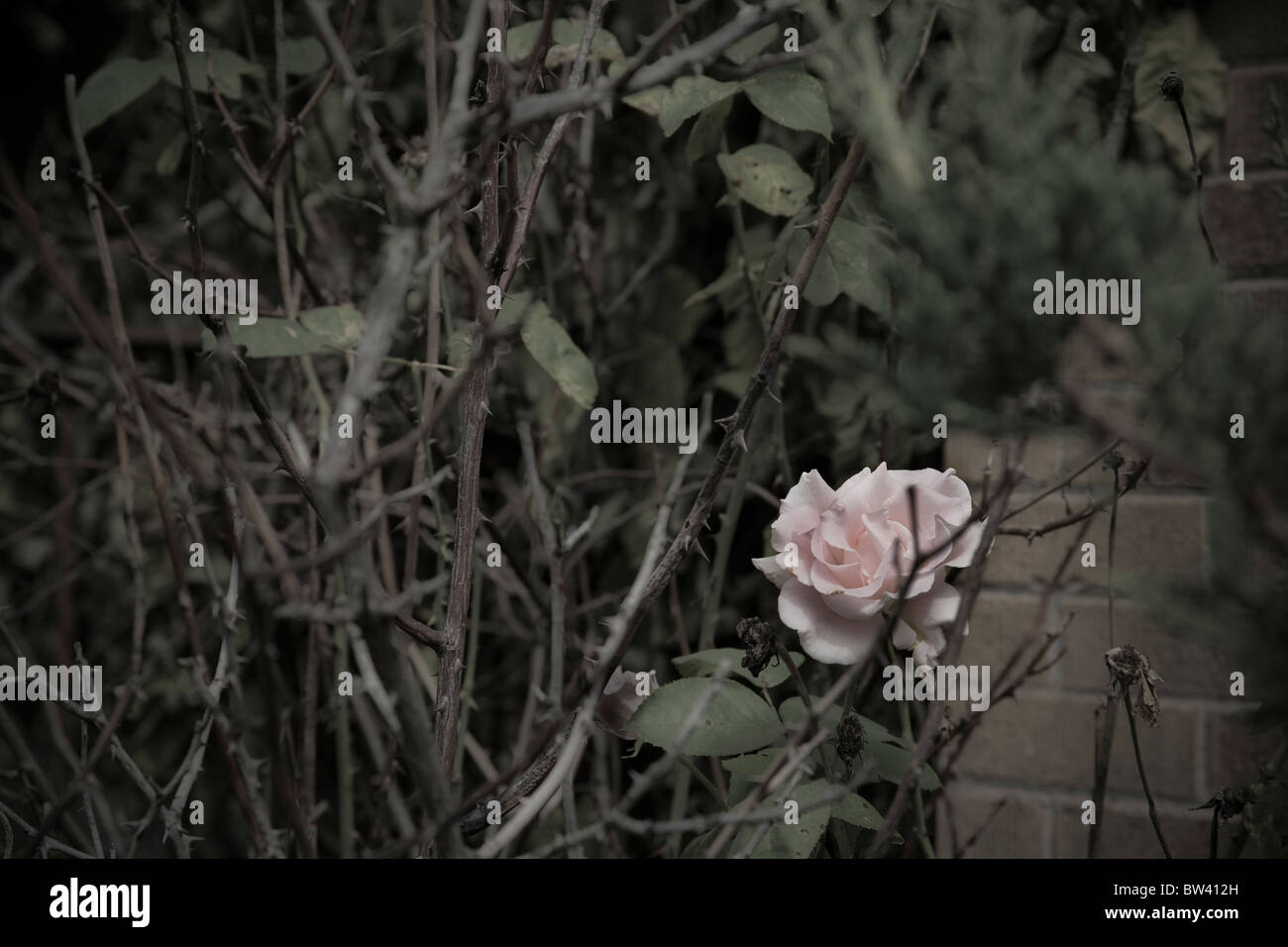 Single flower among overgrown plants Stock Photo - Alamy