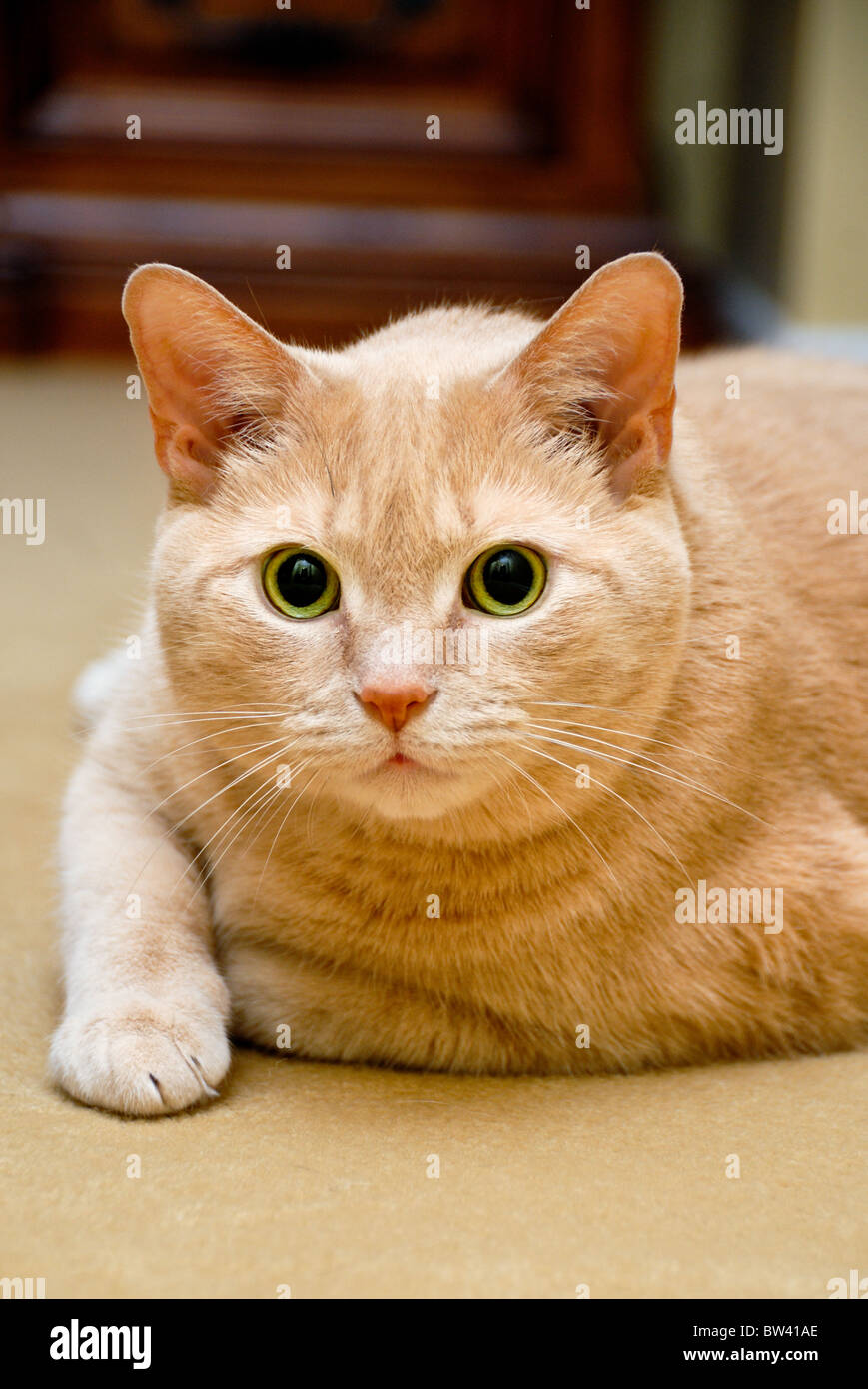 A portrait of an orange cat, looking alert Stock Photo - Alamy