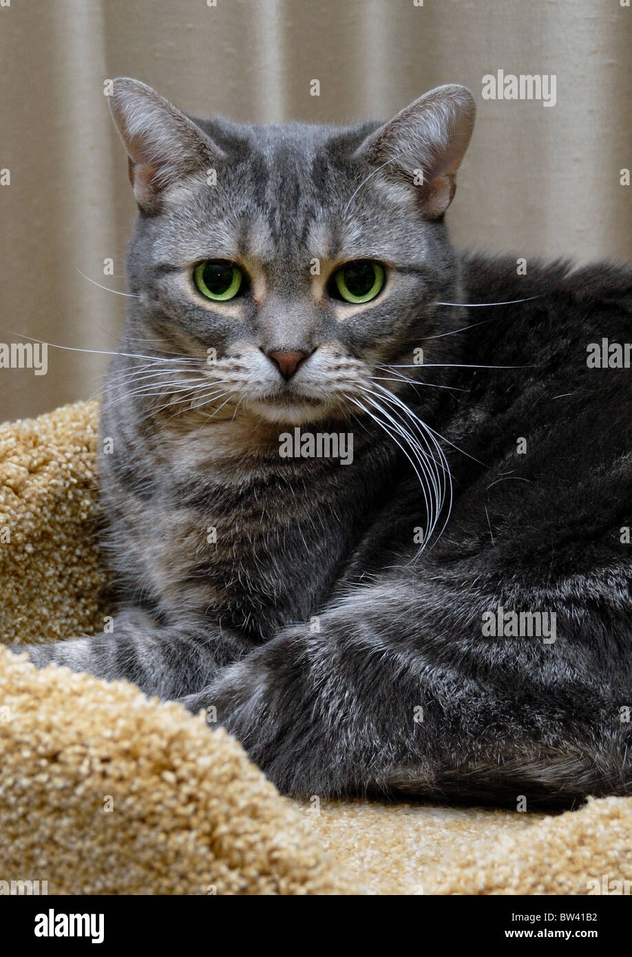 American Shorthair Tabbycat