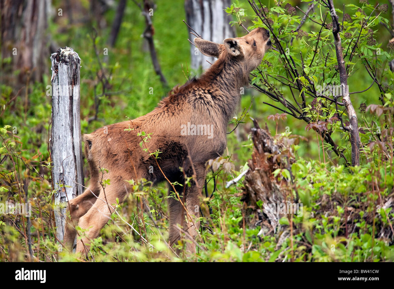 Three moose hi-res stock photography and images - Alamy