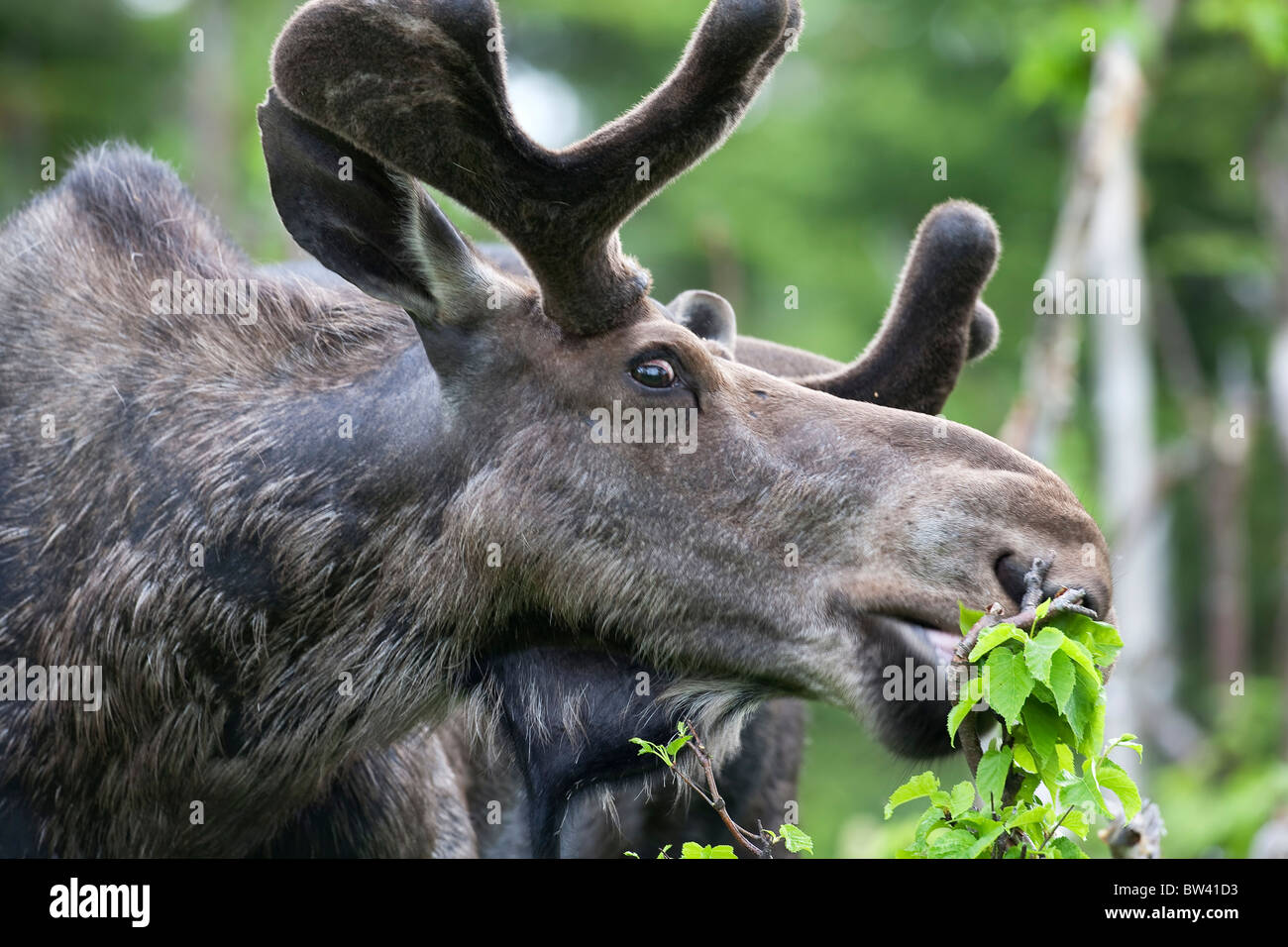 Animal eating leaves hi-res stock photography and images - Alamy
