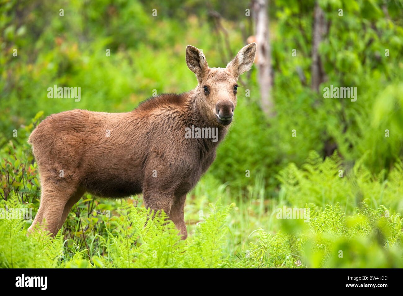 Moose Quebec High Resolution Stock Photography and Images - Alamy