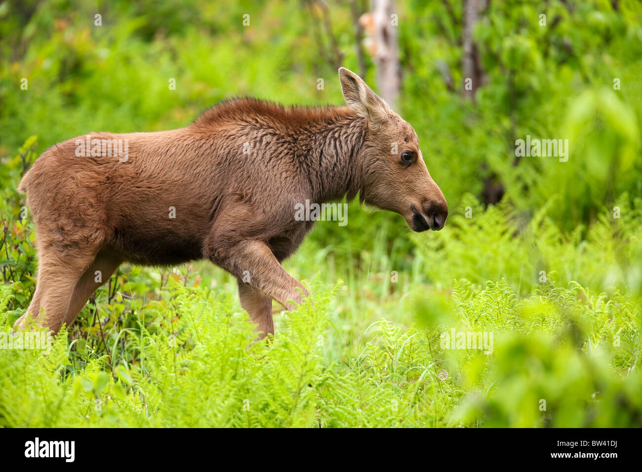 Moose Quebec High Resolution Stock Photography and Images - Alamy
