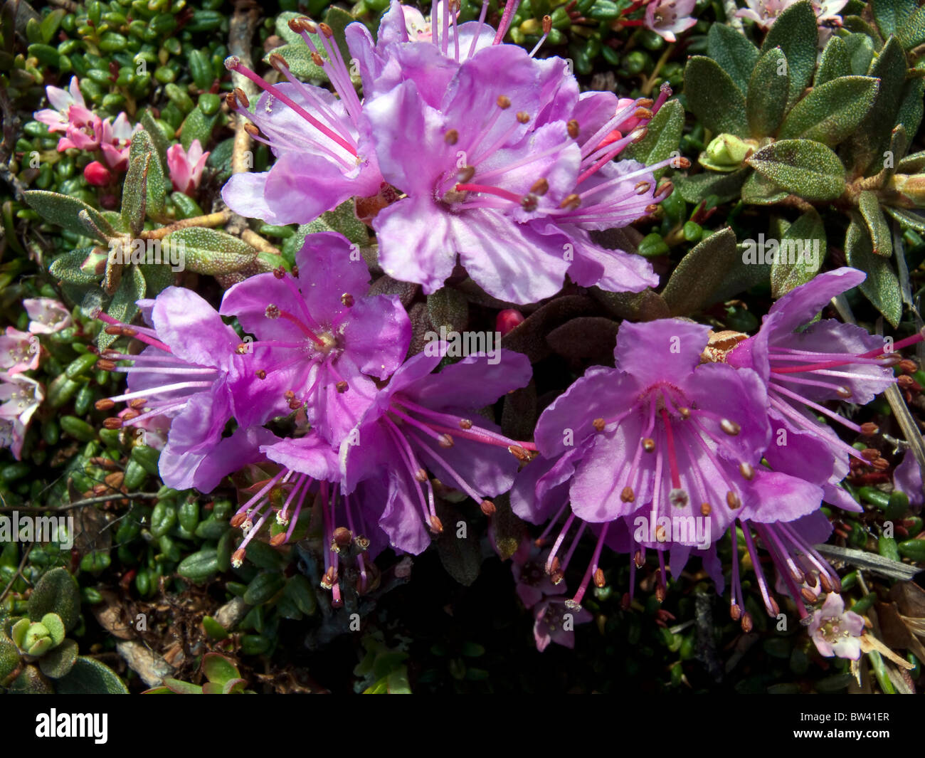 Lapland rosebay flowers hi-res stock photography and images - Alamy